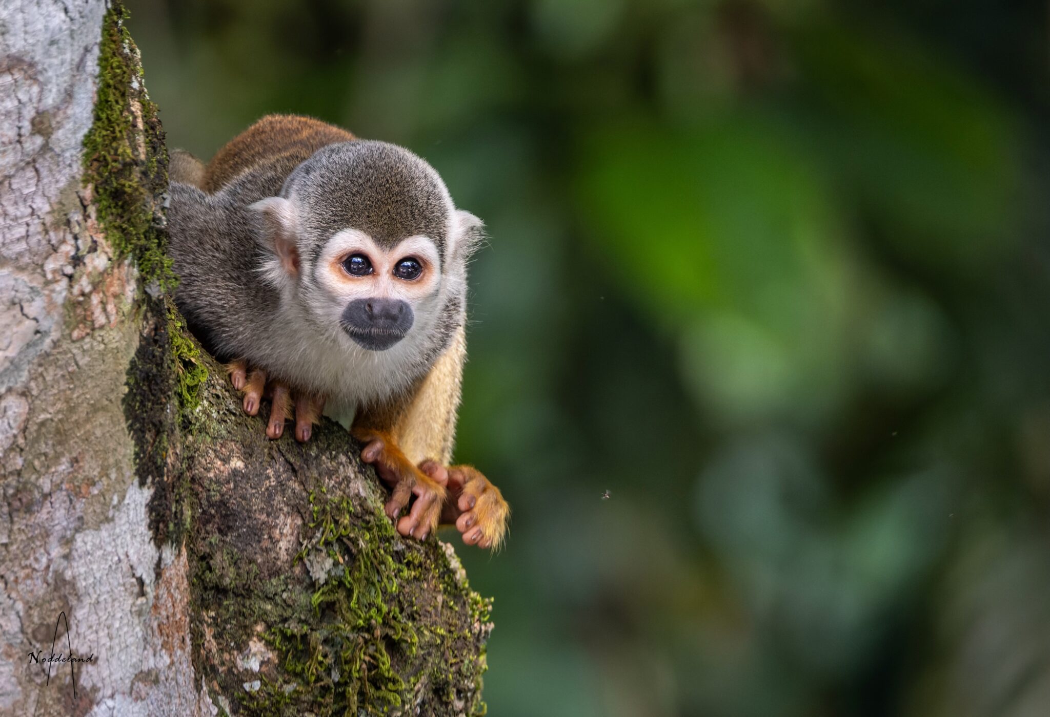 Yasuní Wildlife Tours Impressions | Sinchi Wayra Lodge