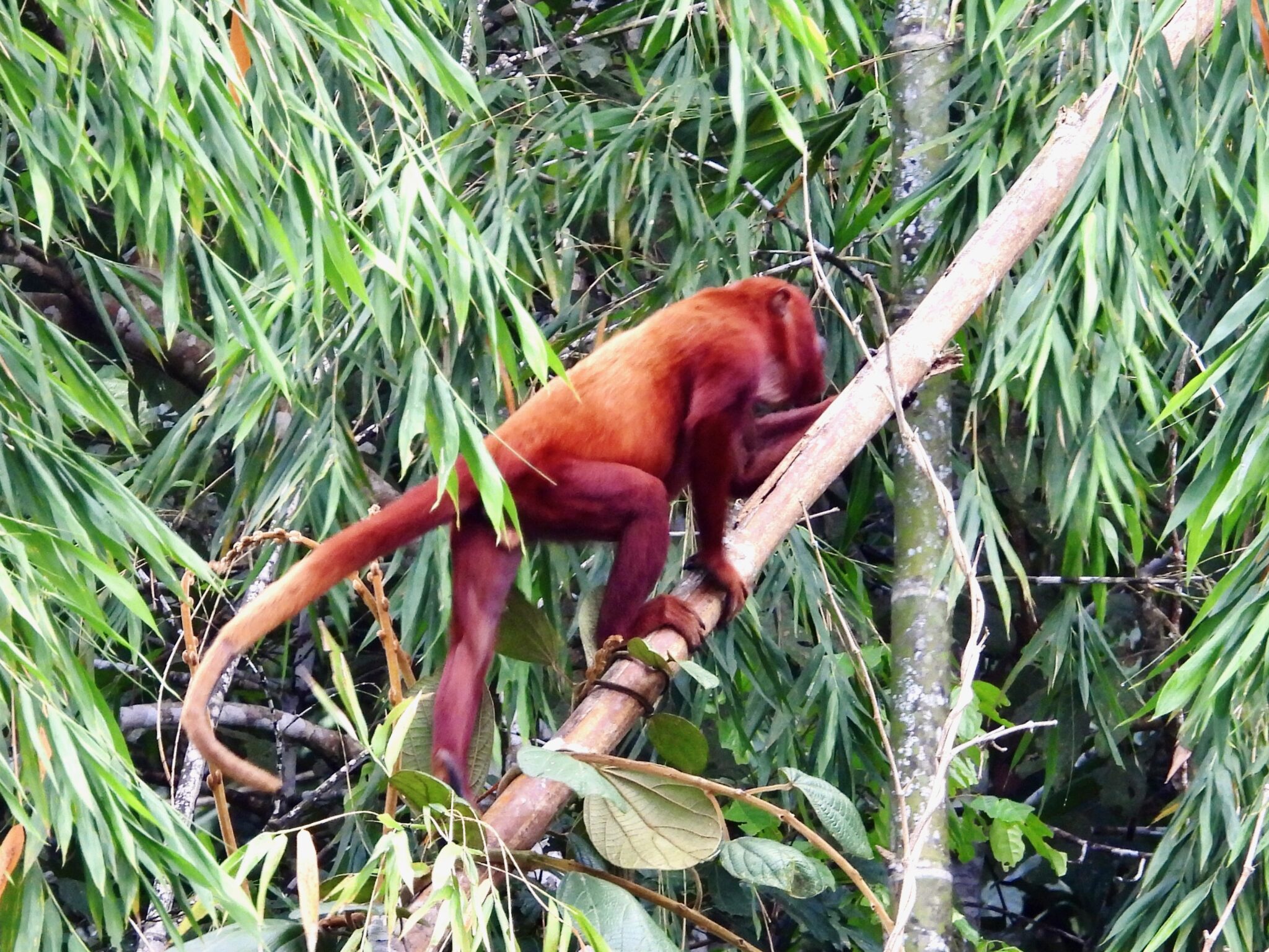 Yasuní Wildlife Tours Impressions | Sinchi Wayra Lodge